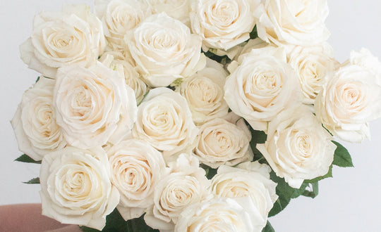 The Prettiest White Rose and Why Brides and Florists Love Playa Blanca ...