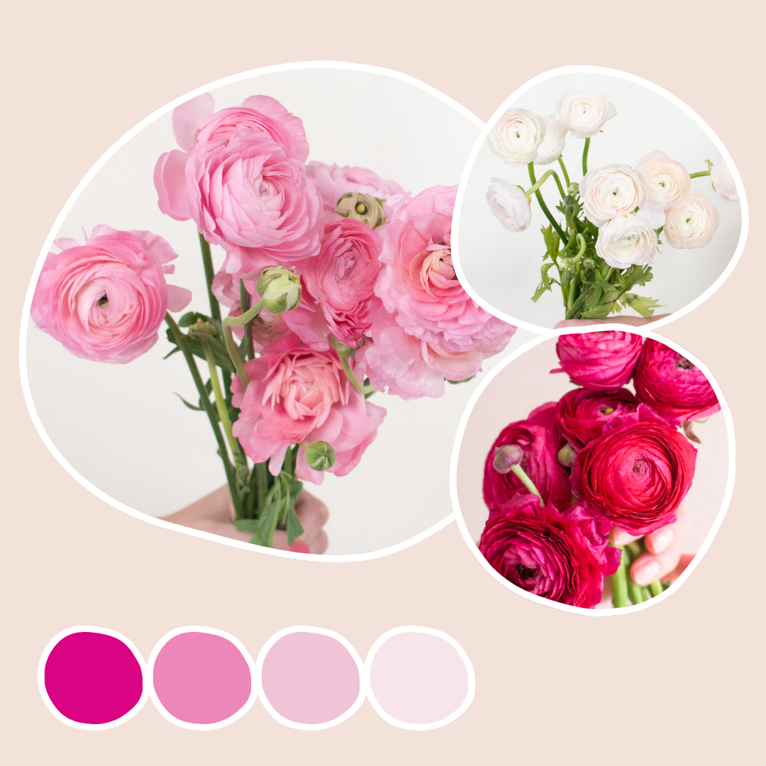 Blush, Light Pink, and Deep Pink Ranunculus Mixed Box | DIY Wedding ...