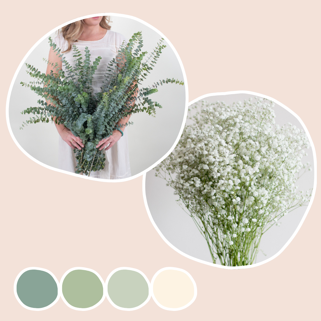 Baby Eucalyptus and Baby's Breath Mixed Box | Flower Moxie