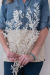 Bleached Dried White Italian Ruscus – Flower Moxie
