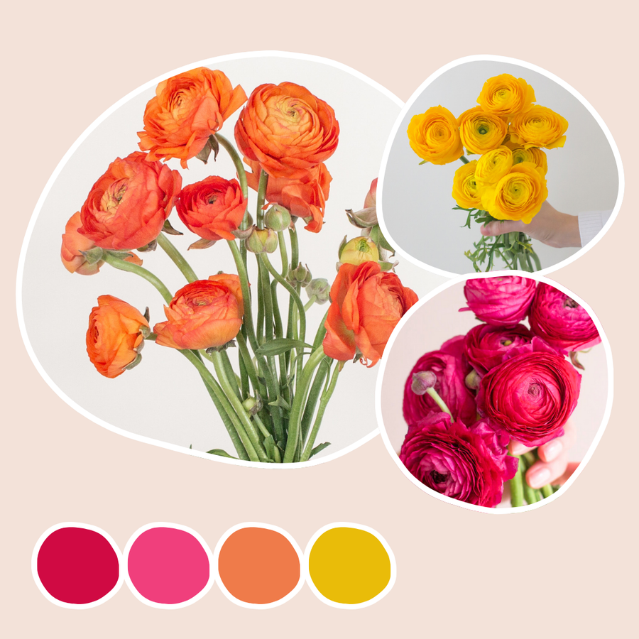 Deep Pink, Orange, and Yellow Ranunculus Mixed Box | Flower Moxie Bulk ...