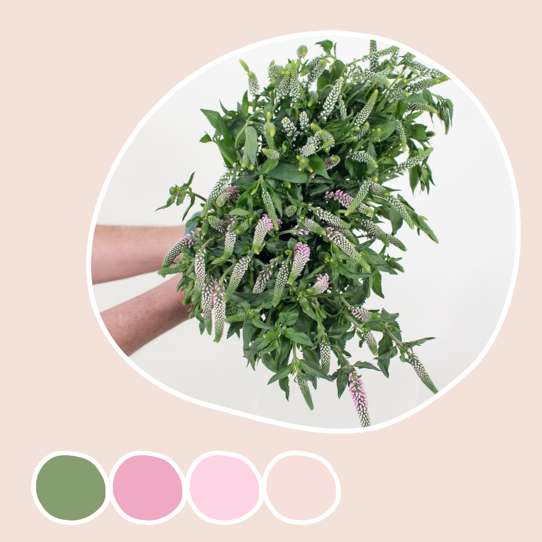 White and Pink Spray Veronica Mixed Box | Flower Moxie Bulk Flowers