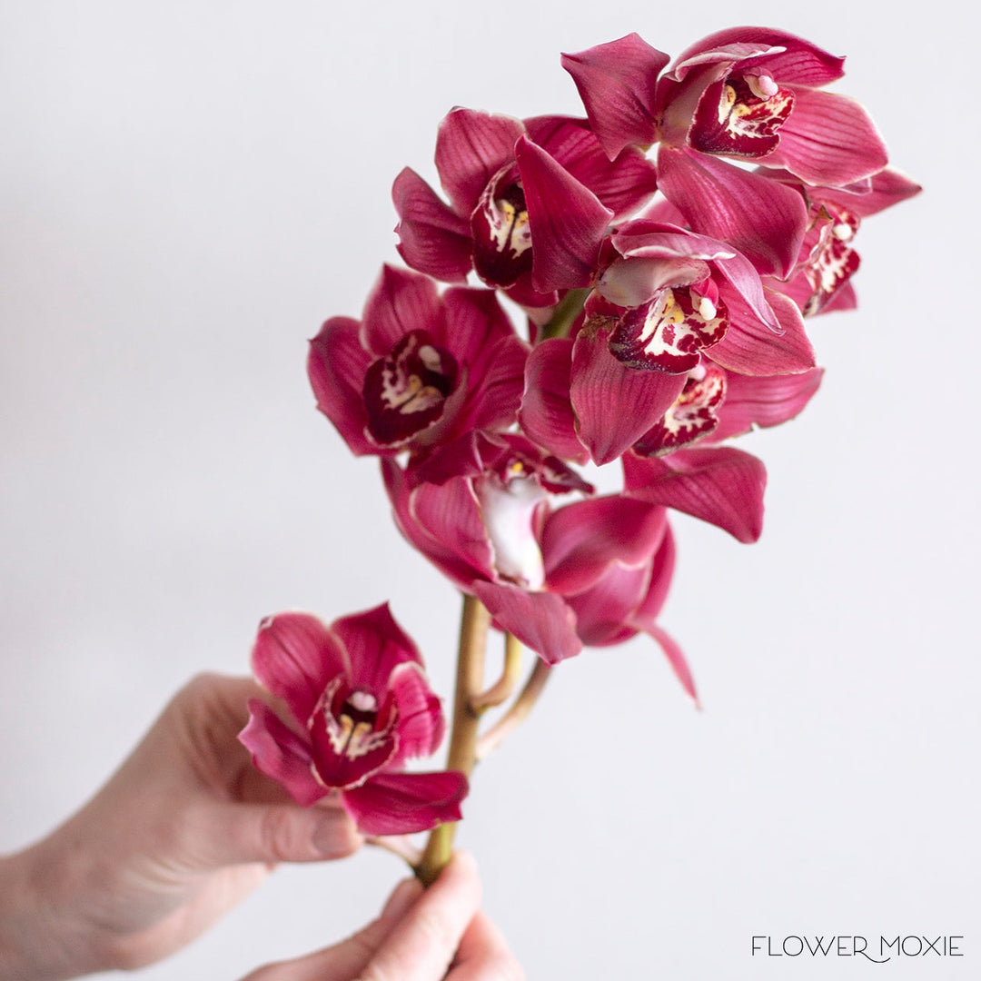 Orchid Phalaenopsis Red Color Full Sun Exposure Rose Red Color Flower