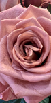Mauve Pink Barista Roses | Fresh DIY Wedding Flowers | Flower Moxie