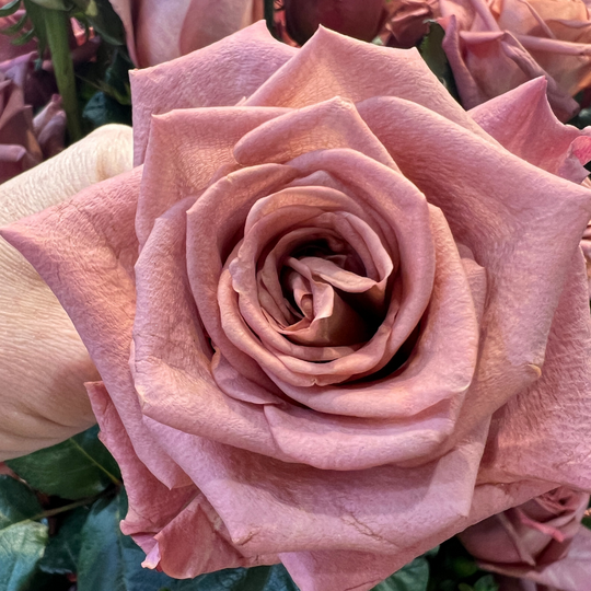 Mauve Pink Barista Roses | Fresh DIY Wedding Flowers | Flower Moxie