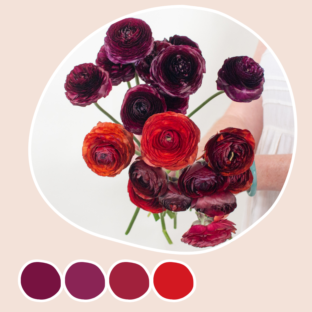 Deep Violet and Chocolate Ranunculus Mixed Box | DIY Wedding Flowers ...