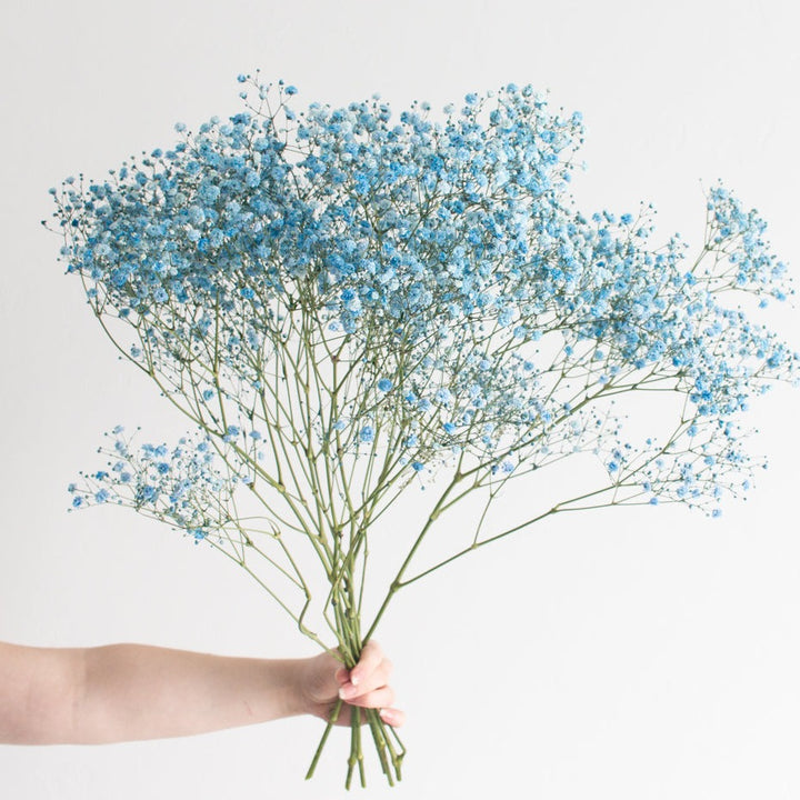 Bulk Blue Baby's Breath | Wedding Flowers Online | Flower Moxie