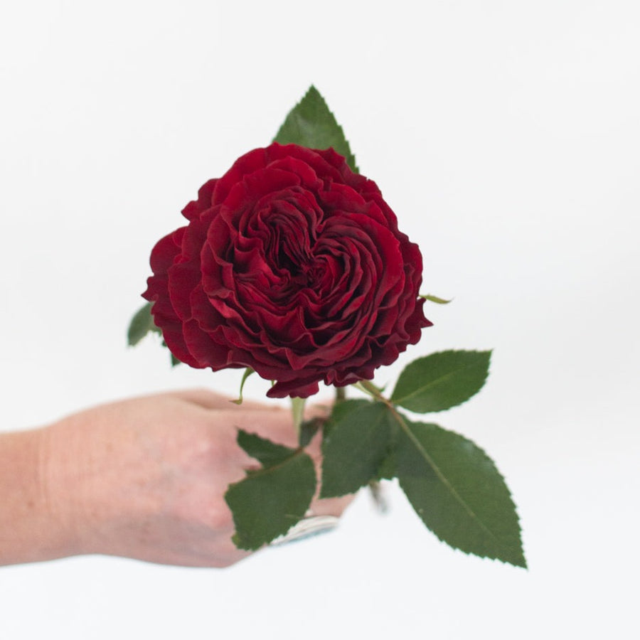 Red Garden Roses | DIY Wedding Flowers | Flower Moxie