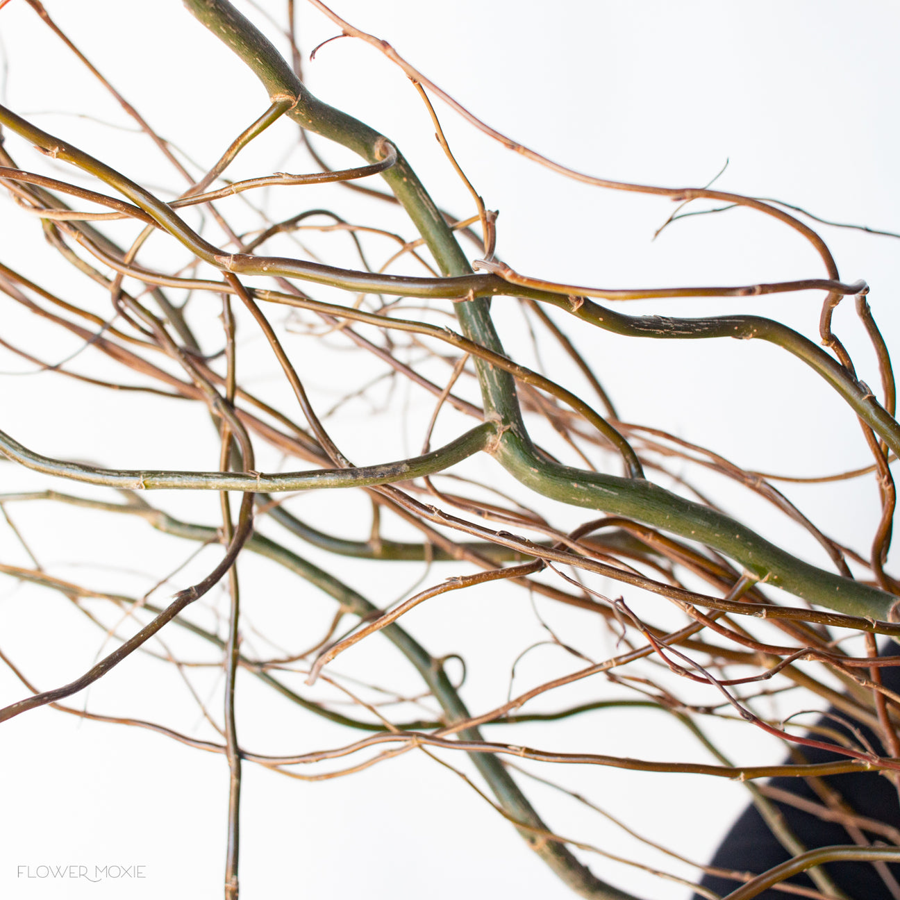 Curly Willow Tips | Bulk Fresh DIY Wedding Flowers | Flower Moxie