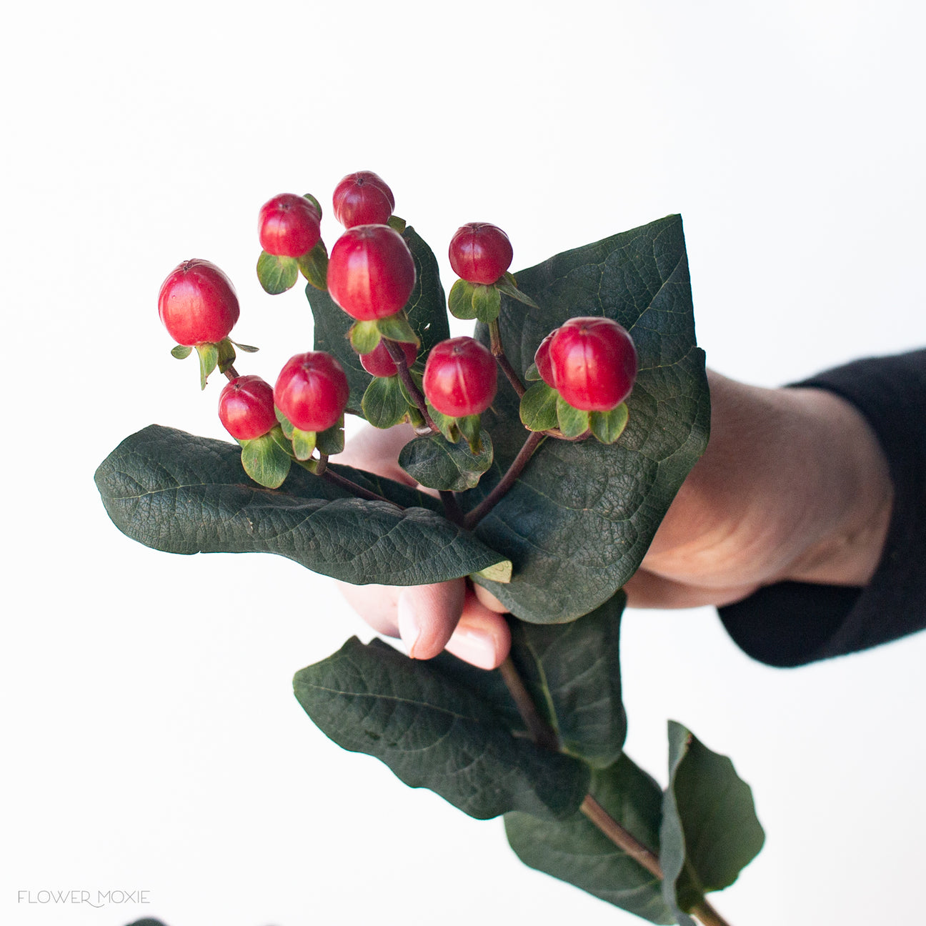 Red Hypericum Berries | DIY Wedding Flowers | Flower Moxie