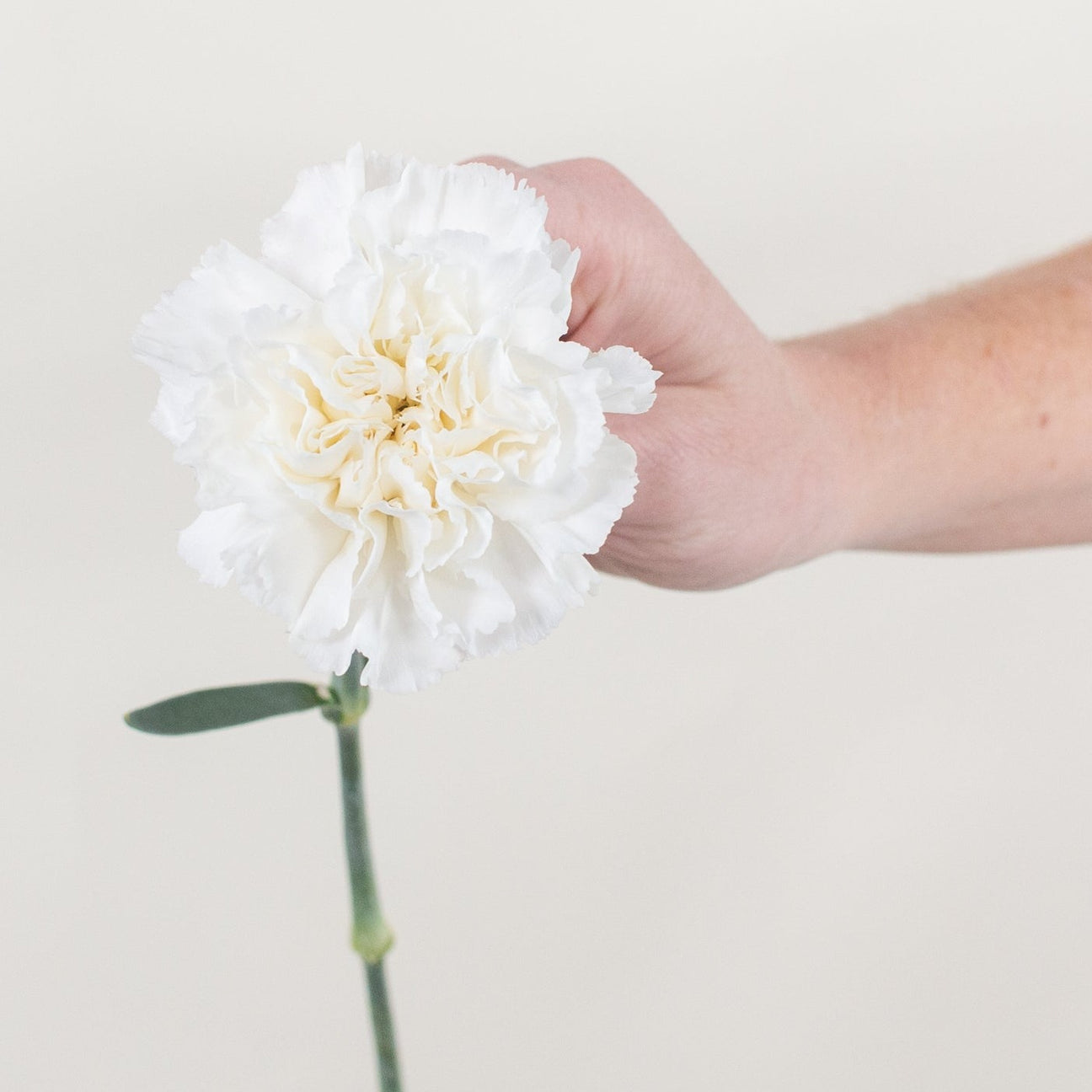 White Carnations | Bulk Fresh DIY Wedding Flowers | Flower Moxie