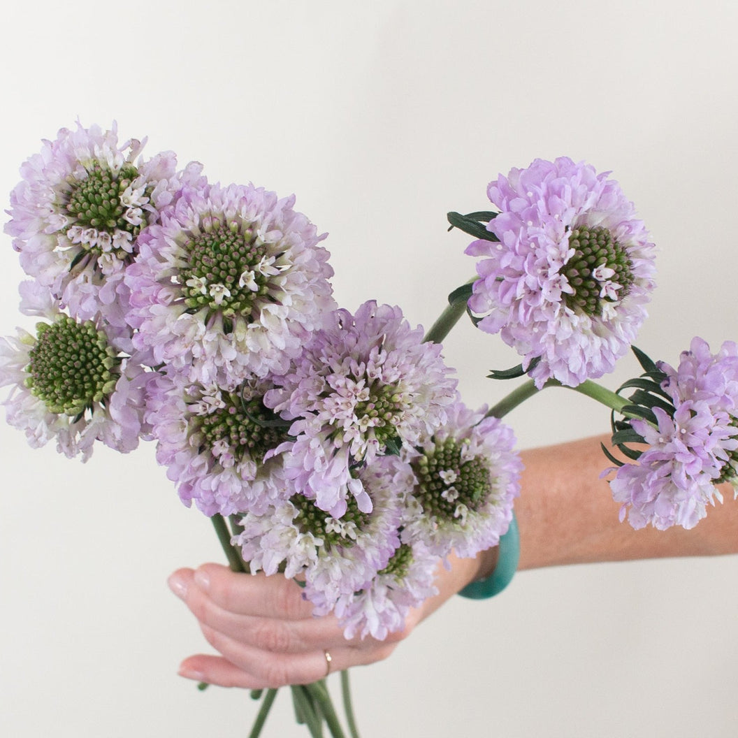 Scabiosa Wedding Flowers | DIY Wedding Flowers | Flower Moxie