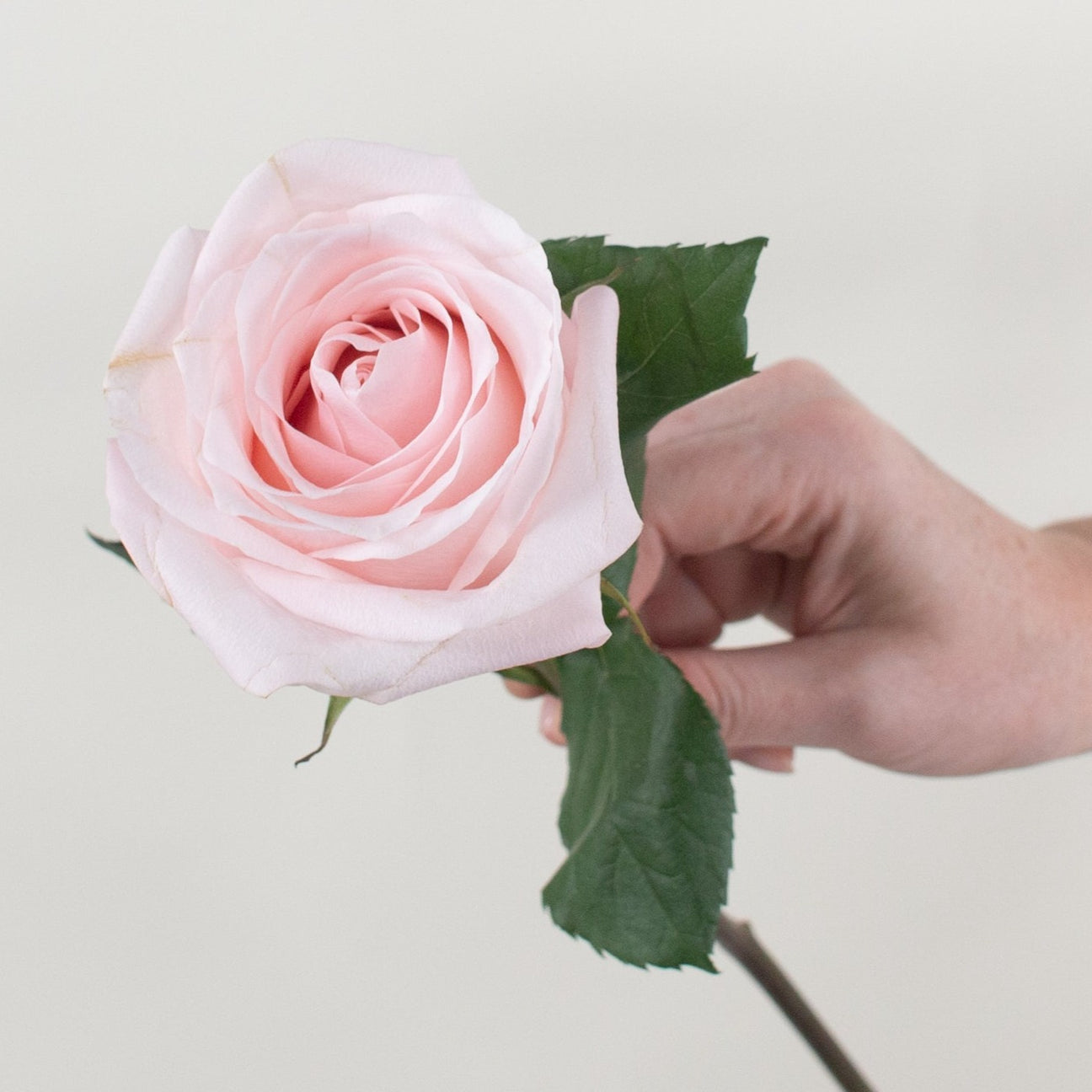 Blush Poma Rosa Rose | DIY Wedding Flowers | Flower Moxie