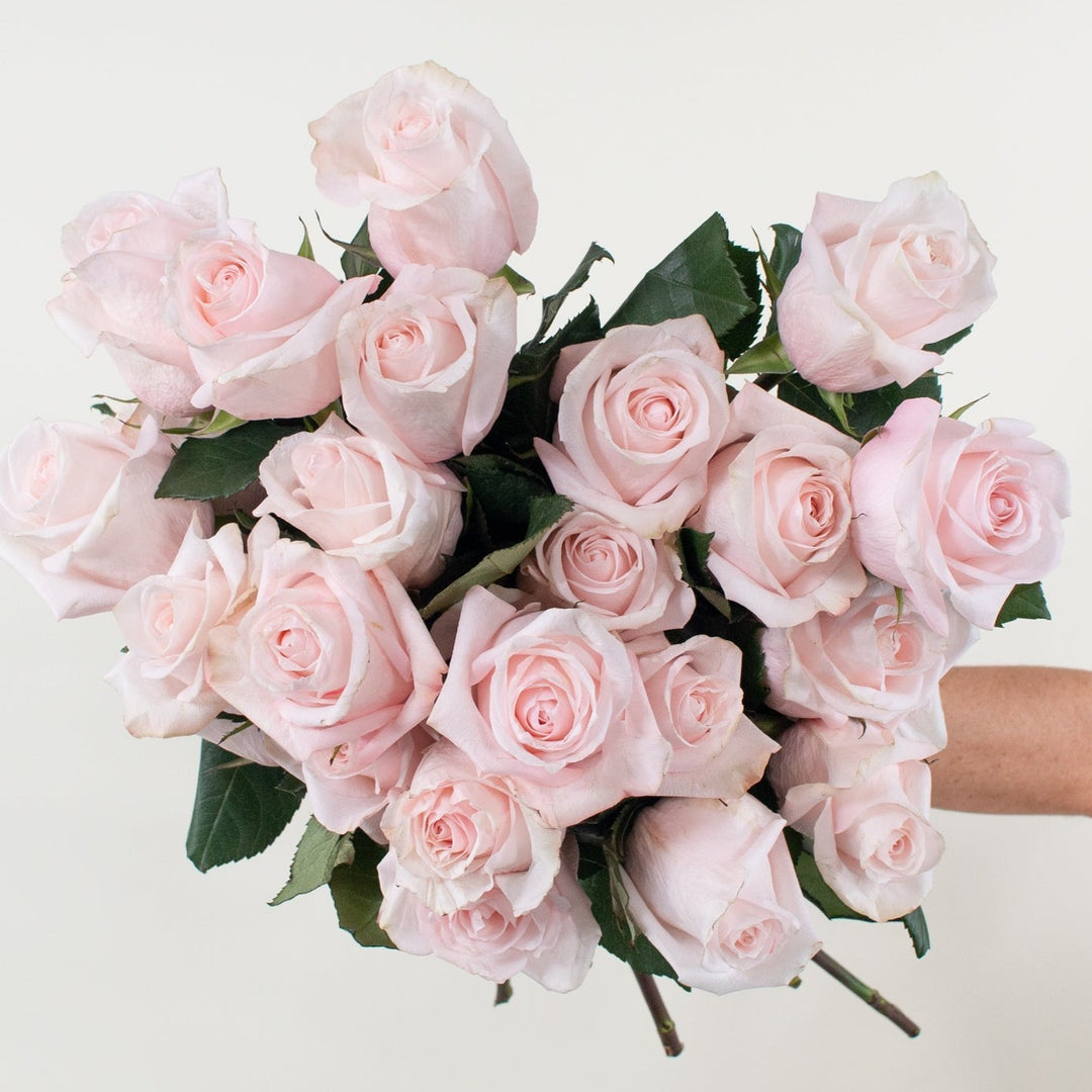 Blush Poma Rosa Rose | DIY Wedding Flowers | Flower Moxie