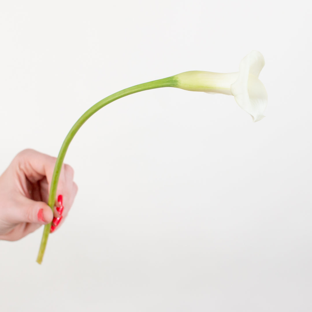 White Mini Calla Lily | Fresh DIY Wedding Flowers | Flower Moxie