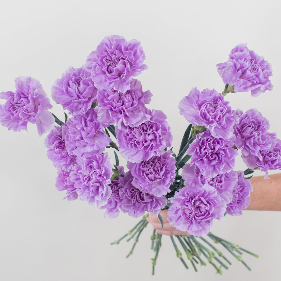 Lavender Carnations | Bulk DIY Wedding Flowers | Flower Moxie