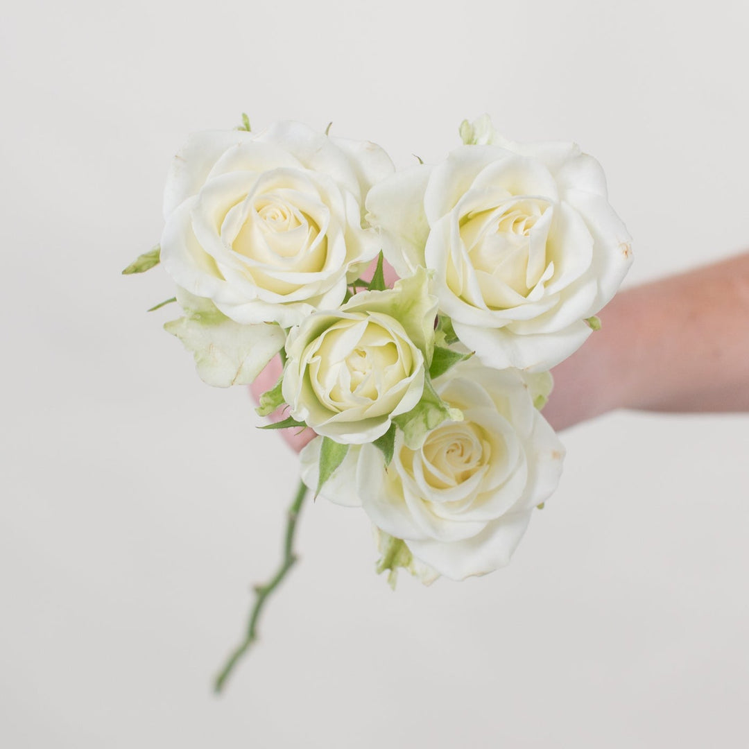 White and Cream Spray Roses | Bulk Wedding Flowers - Flower Moxie