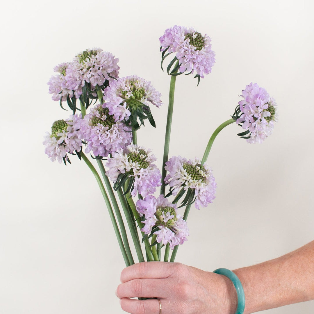 Lavender Scabiosa Flower | DIY Wedding Flowers | Flower Moxie