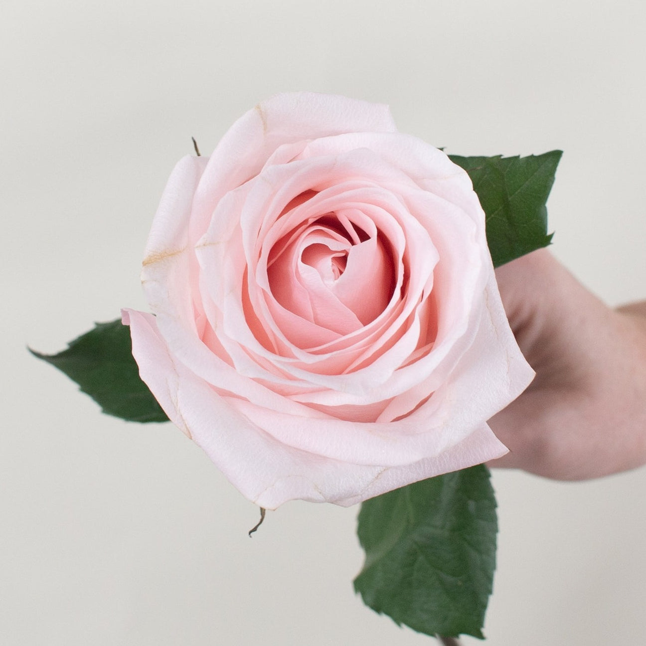 Blush Poma Rosa Rose | DIY Wedding Flowers | Flower Moxie