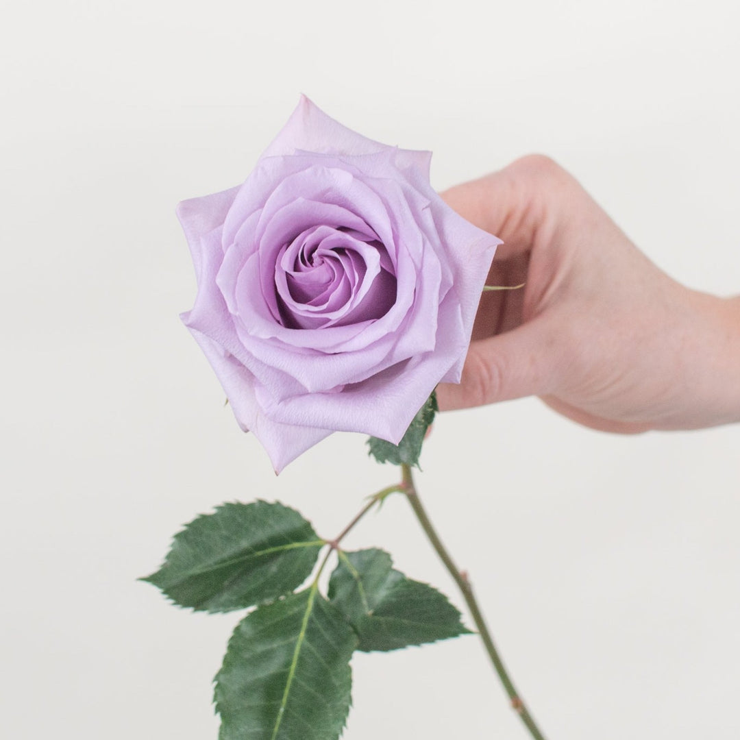 Ocean Song Lavender Roses | DIY Wedding Flowers | Flower Moxie