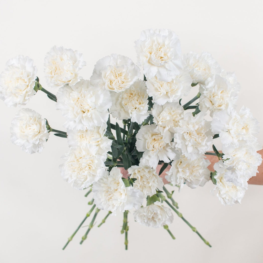 Carnations | Bulk Fresh Wedding Flowers Online – Flower Moxie