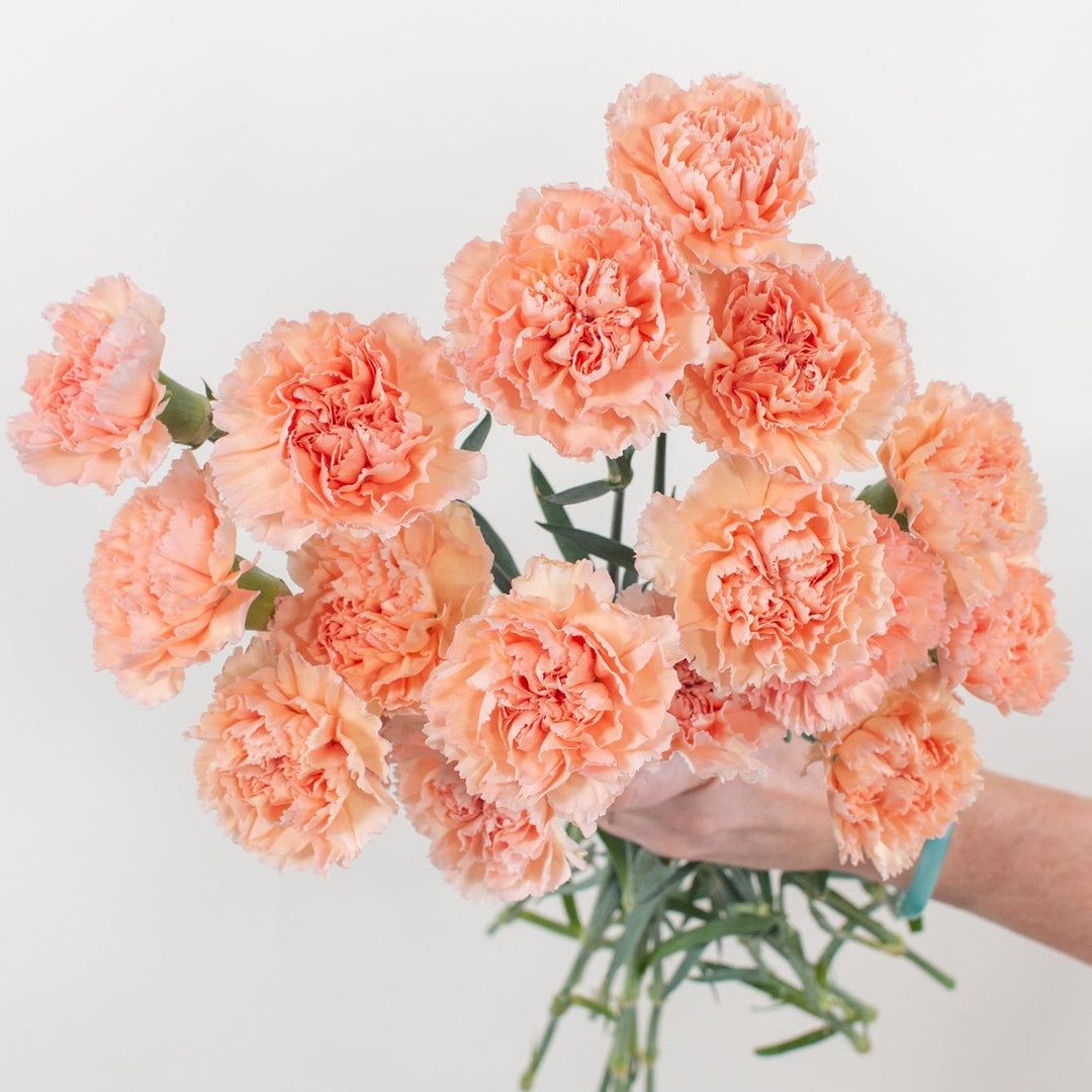 Peach Carnations | Bulk Fresh DIY Wedding Flowers | Flower Moxie