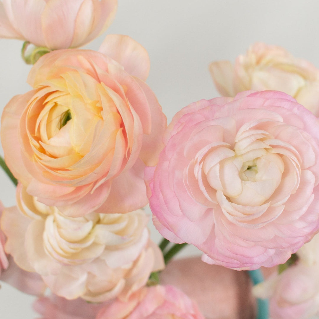 Peach Ranunculus | Bulk Fresh DIY Wedding Flowers | Flower Moxie