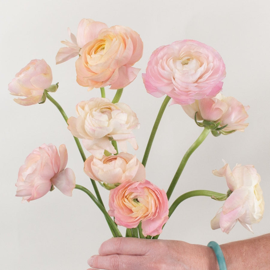 Peach Ranunculus | Bulk Fresh DIY Wedding Flowers | Flower Moxie