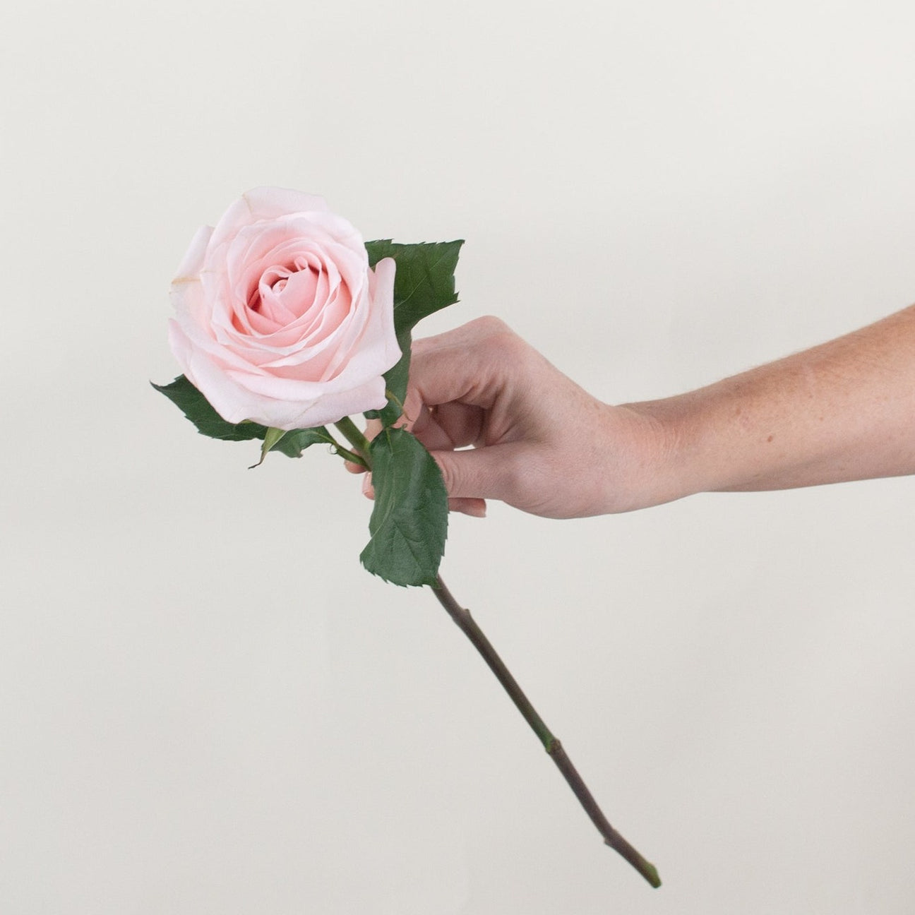 Blush Poma Rosa Rose | DIY Wedding Flowers | Flower Moxie