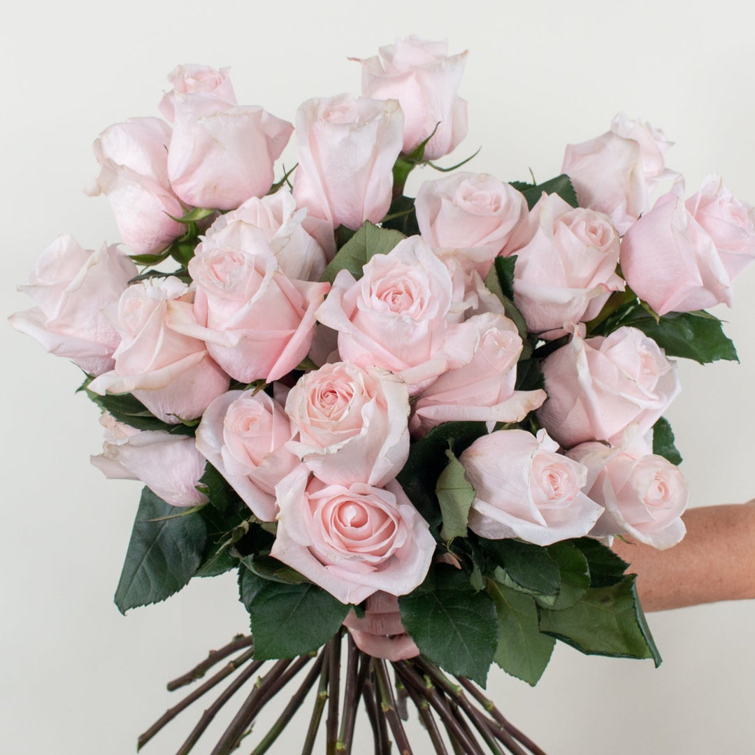 Blush Poma Rosa Rose | DIY Wedding Flowers | Flower Moxie