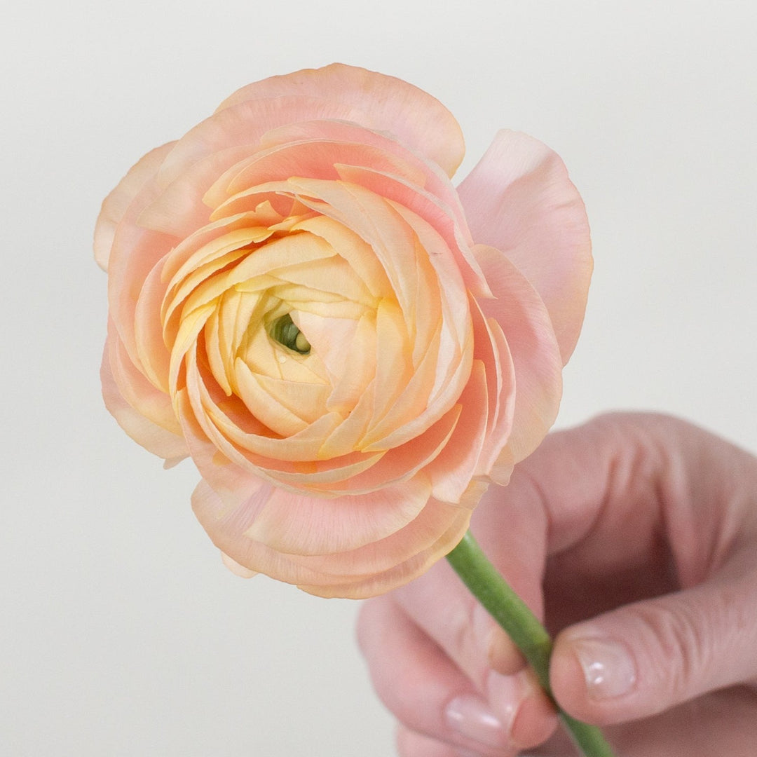 Peach Ranunculus | Bulk Fresh DIY Wedding Flowers | Flower Moxie