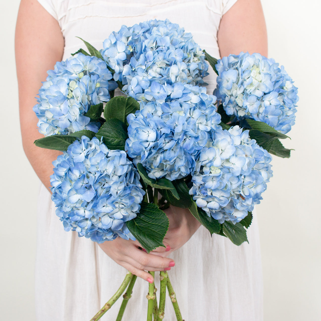 Blue Hydrangea Flower | Fresh DIY Wedding Flowers | Flower Moxie