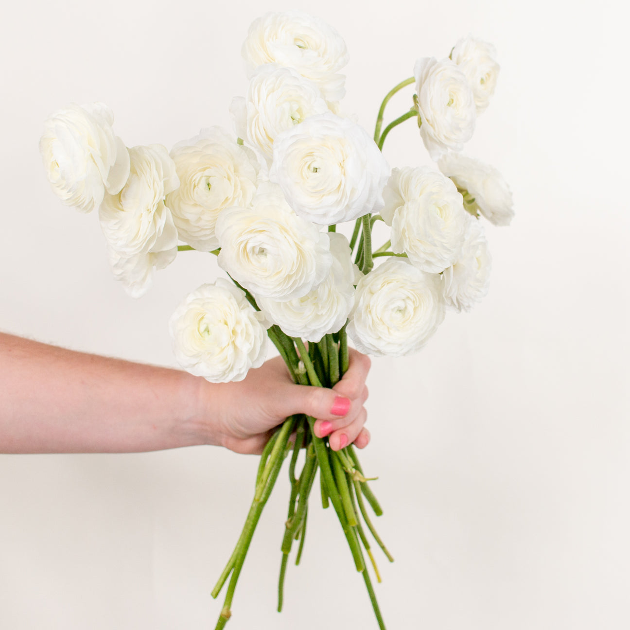 White Ranunculus Flowers | Fresh Wedding Flowers | Flower Moxie