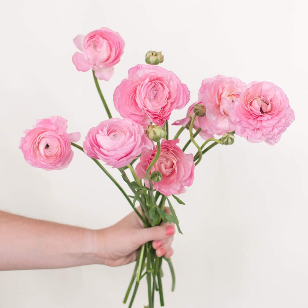 Light Pink Ranunculus | Bulk Fresh DIY Weddings | Flower Moxie