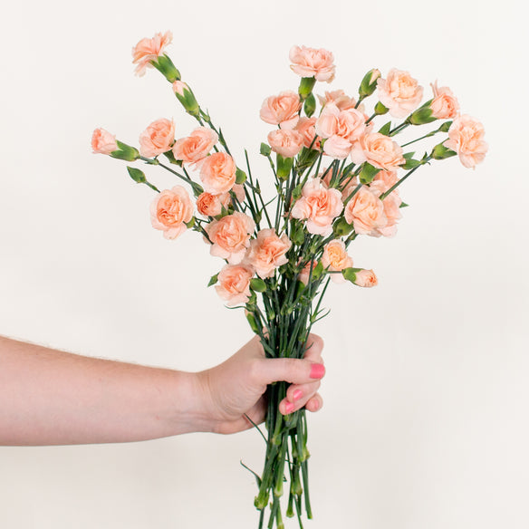 Mini Carnations | DIY Wedding Flowers | Bulk Wedding Flowers – Flower Moxie