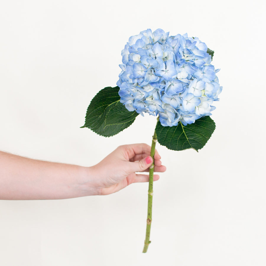 Blue Hydrangea Flower | Fresh DIY Wedding Flowers | Flower Moxie