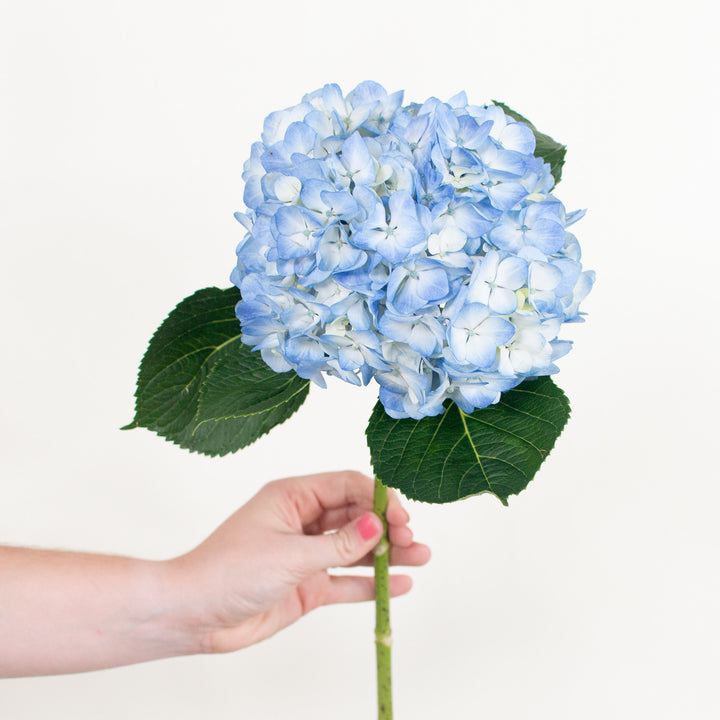Blue Hydrangea Flower | Fresh DIY Wedding Flowers | Flower Moxie