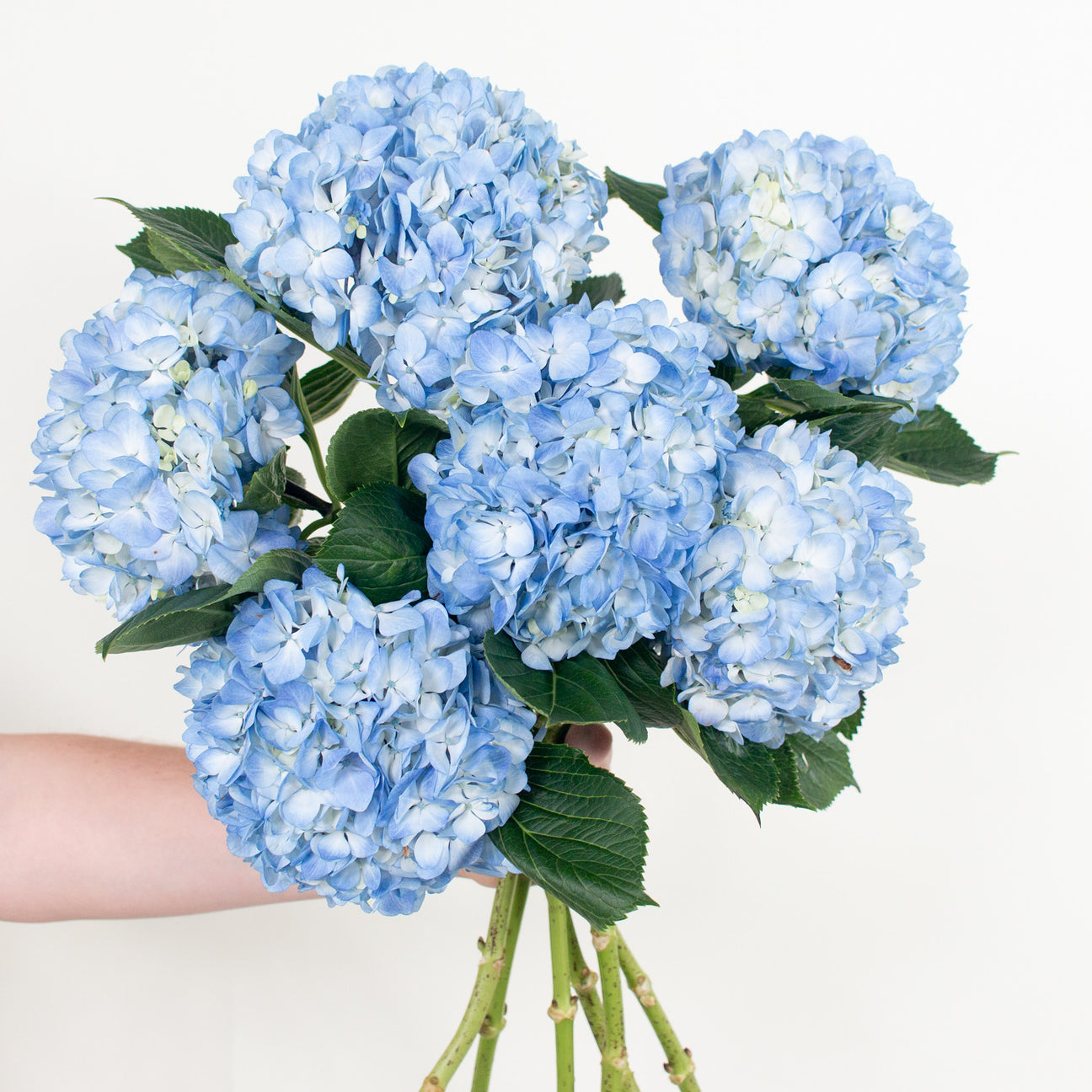 Blue Hydrangea Flower | Fresh DIY Wedding Flowers | Flower Moxie