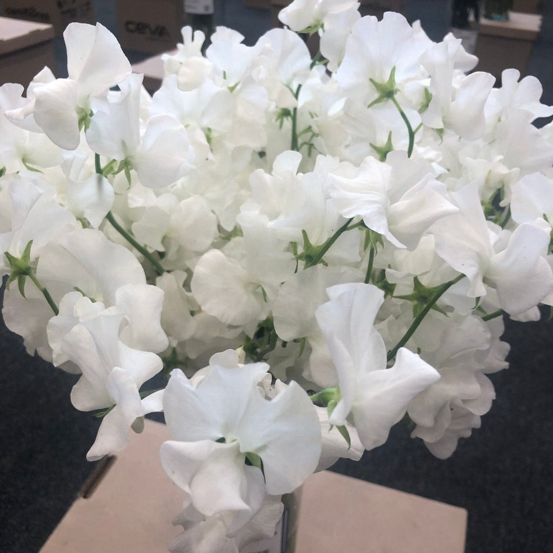 White Sweet Pea Flowers | Fresh Wedding Flowers | Flower Moxie
