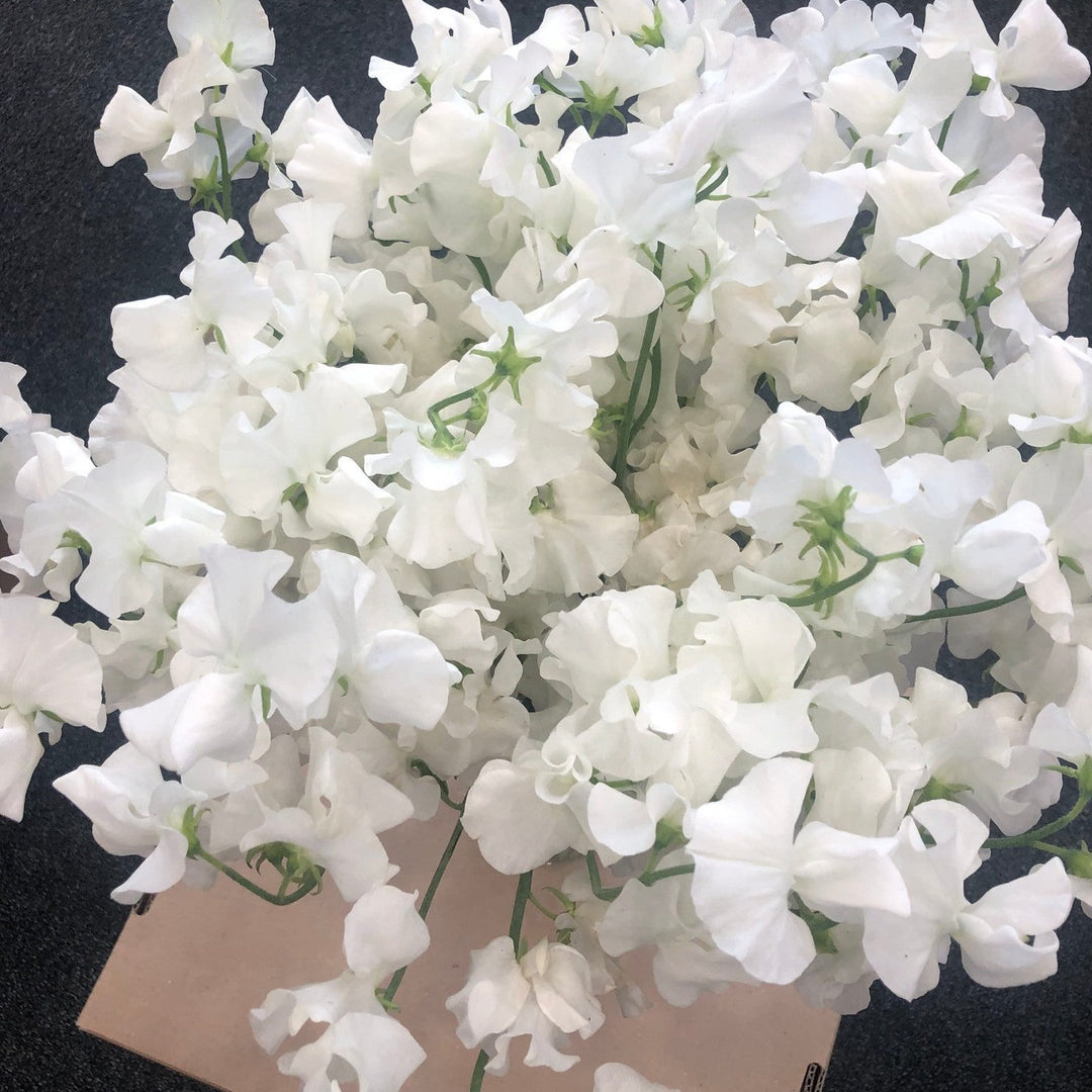 White Sweet Pea Flowers | Fresh Wedding Flowers | Flower Moxie