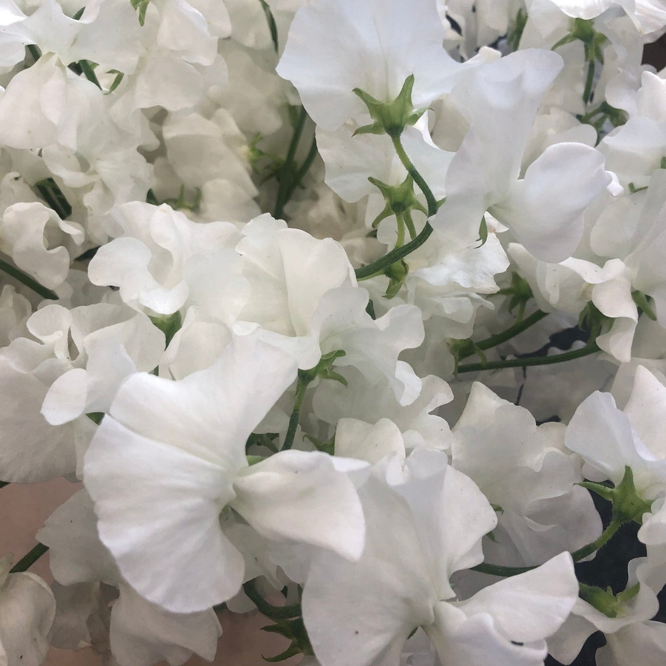 White Sweet Pea Flowers | Fresh Wedding Flowers | Flower Moxie