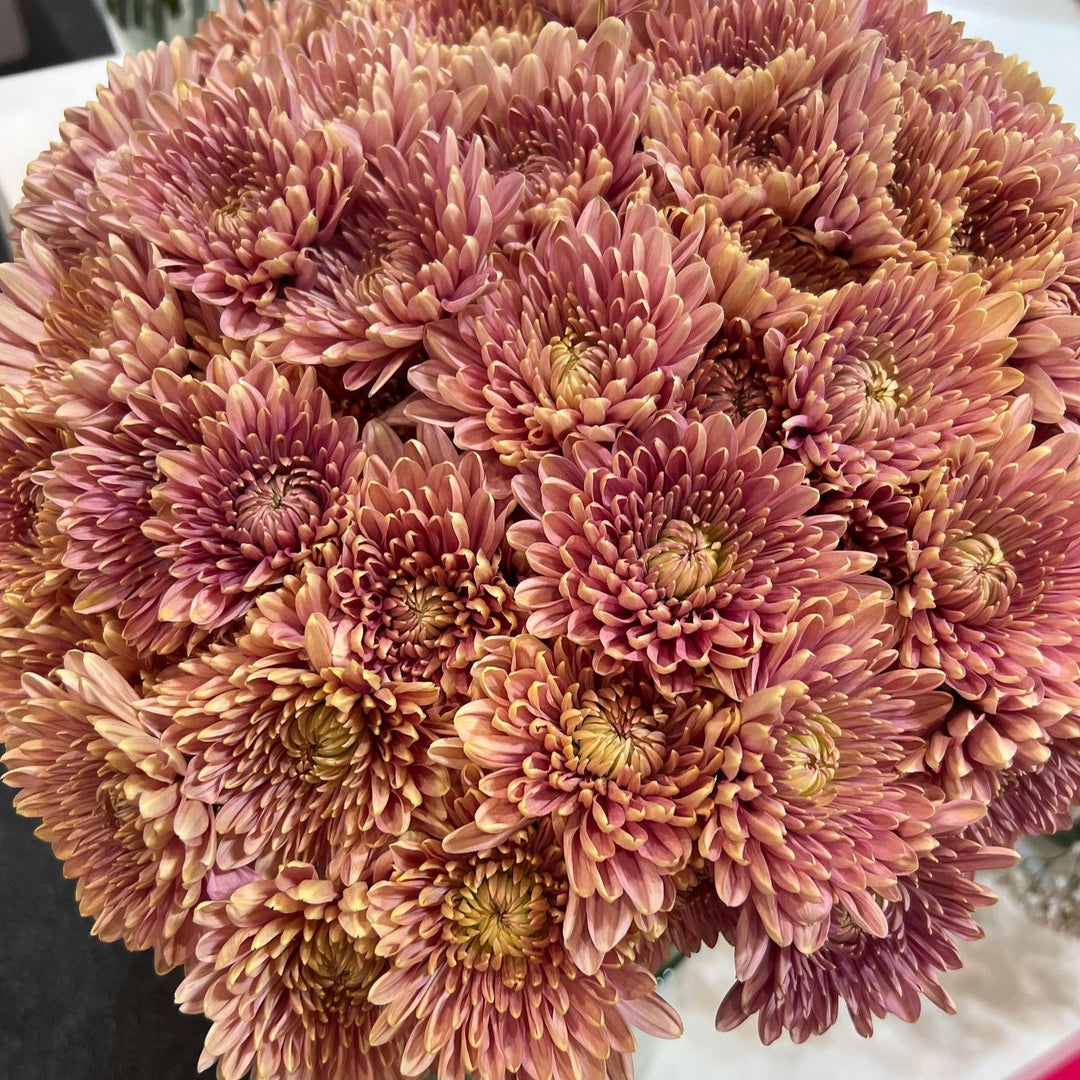 Peach Lynette Cremone Flower | DIY Wedding Flowers | Flower Moxie