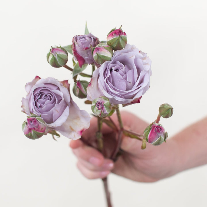 Lavender Spray Rose Flower | DIY Wedding Flowers | Flower Moxie