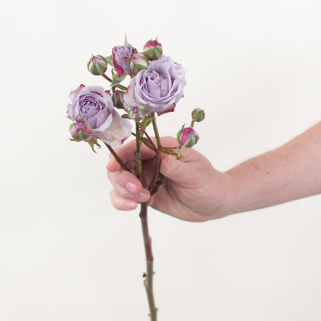 Lavender Spray Rose Flower | DIY Wedding Flowers | Flower Moxie