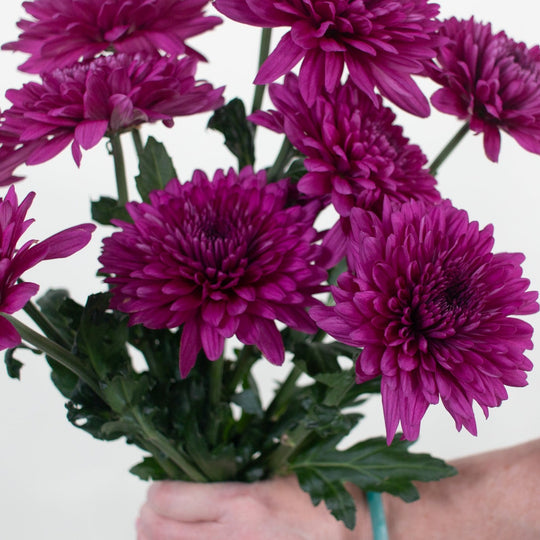 Purple Cremone Flower | DIY Wedding Flowers | Flower Moxie