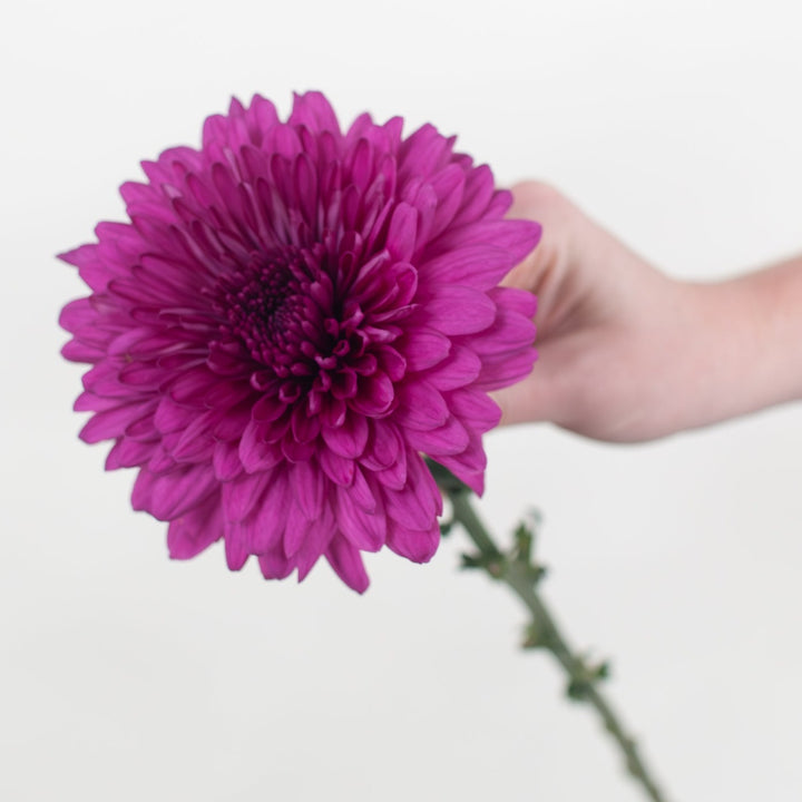 Purple Cremone Flower | DIY Wedding Flowers | Flower Moxie