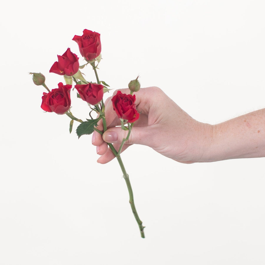 Red Spray Rose Flower | DIY Wedding Flowers | Flower Moxie