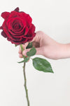 Red Explorer Rose | Fresh DIY Wedding Flowers | Flower Moxie