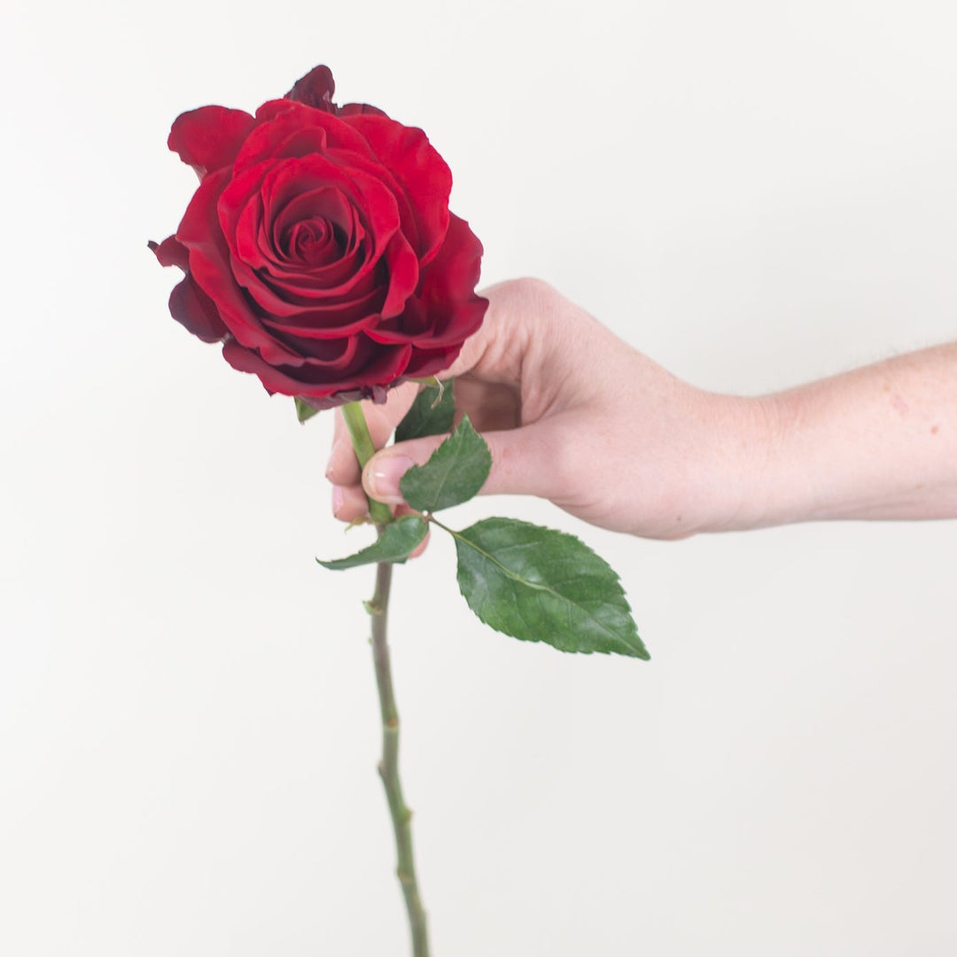 Red Explorer Rose | Fresh DIY Wedding Flowers | Flower Moxie