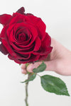 Red Explorer Rose | Fresh DIY Wedding Flowers | Flower Moxie